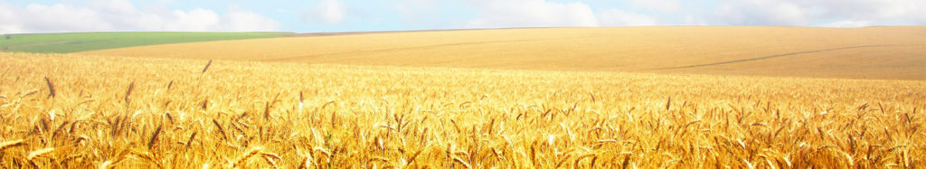 Canadian Green and Red Lentils Exporter & Supplier - Adascan Grain ...
